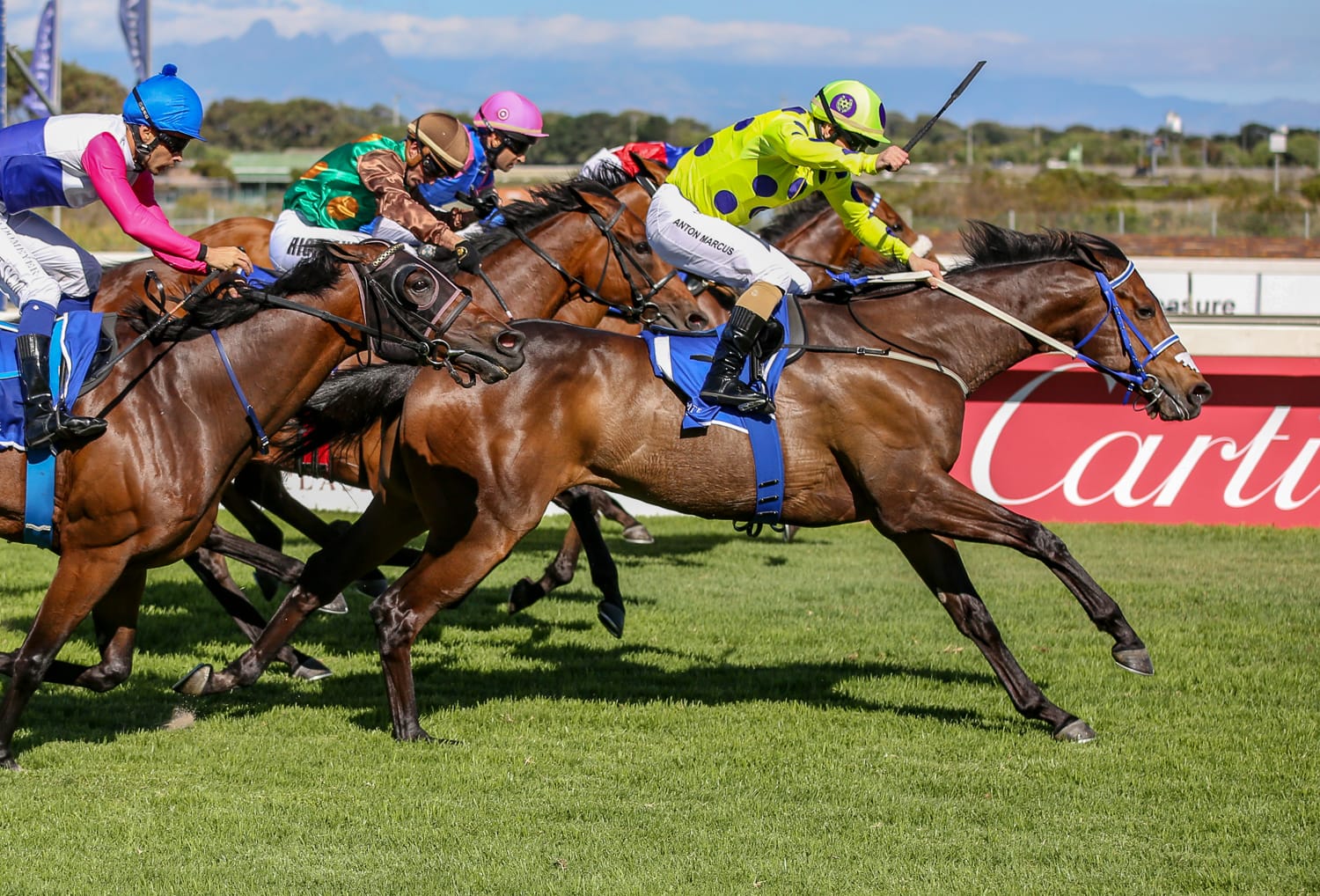 Legal Eagle Headed To KZN Champions Season - Thoroughbred Breeders ...