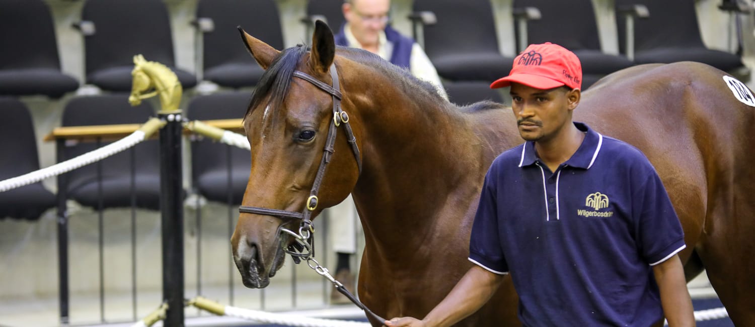 SA Sales Record Set At Nationals - R9-Million! - Thoroughbred Breeders ...