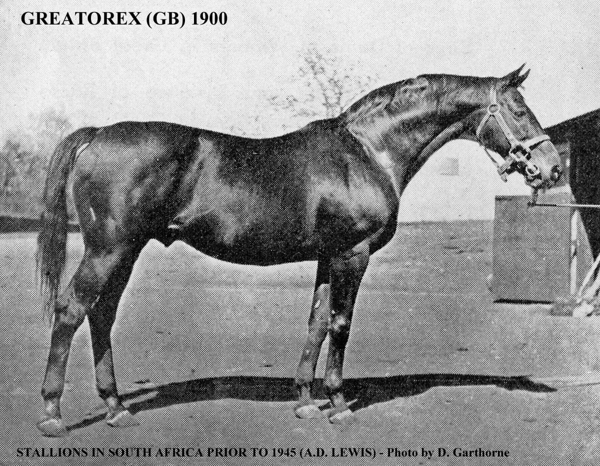 GREATOREX (GB) 1900 - Thoroughbred Breeders Association of South Africa