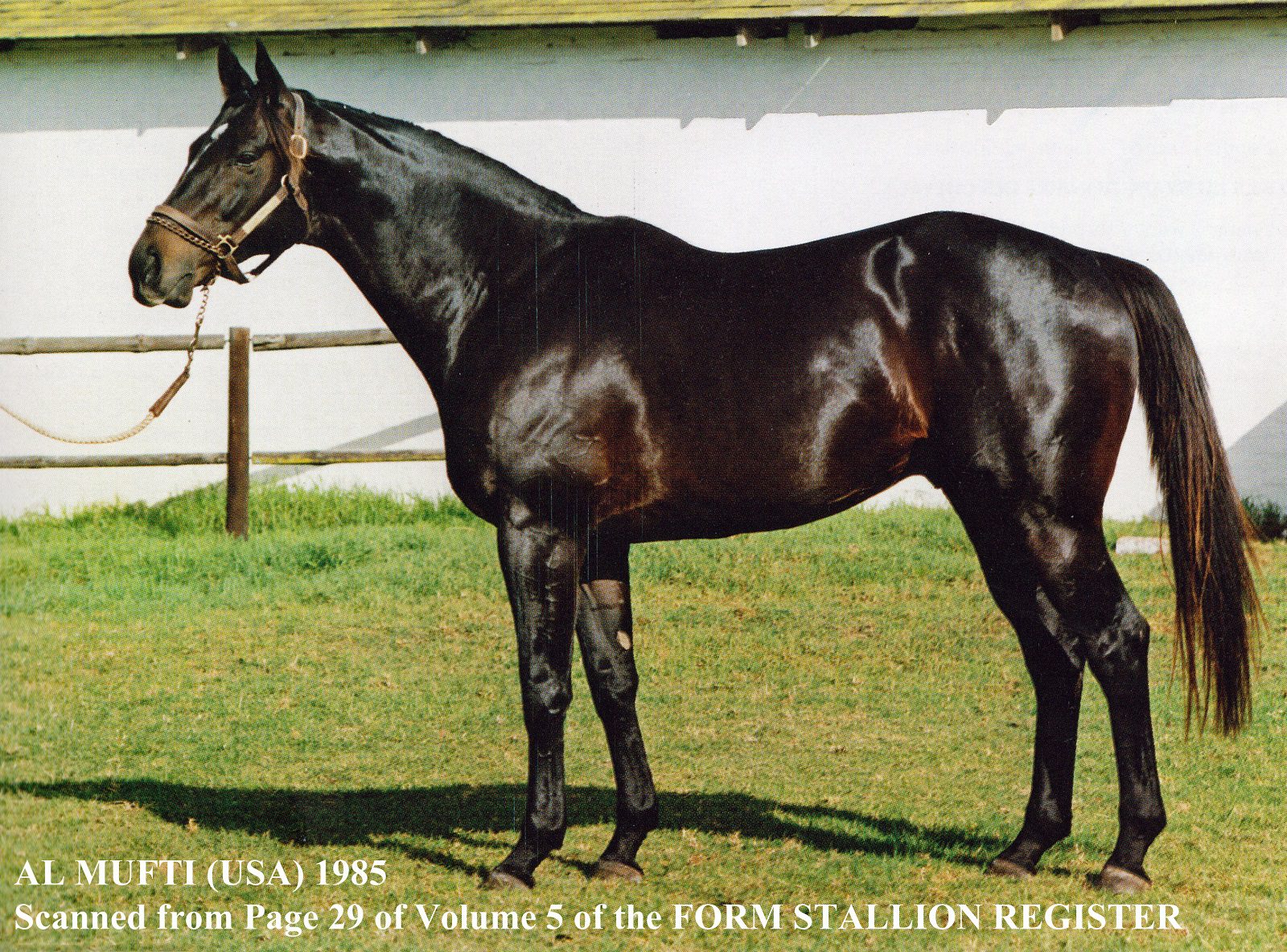 AL MUFTI (USA) 1985 - Thoroughbred Breeders Association of South Africa