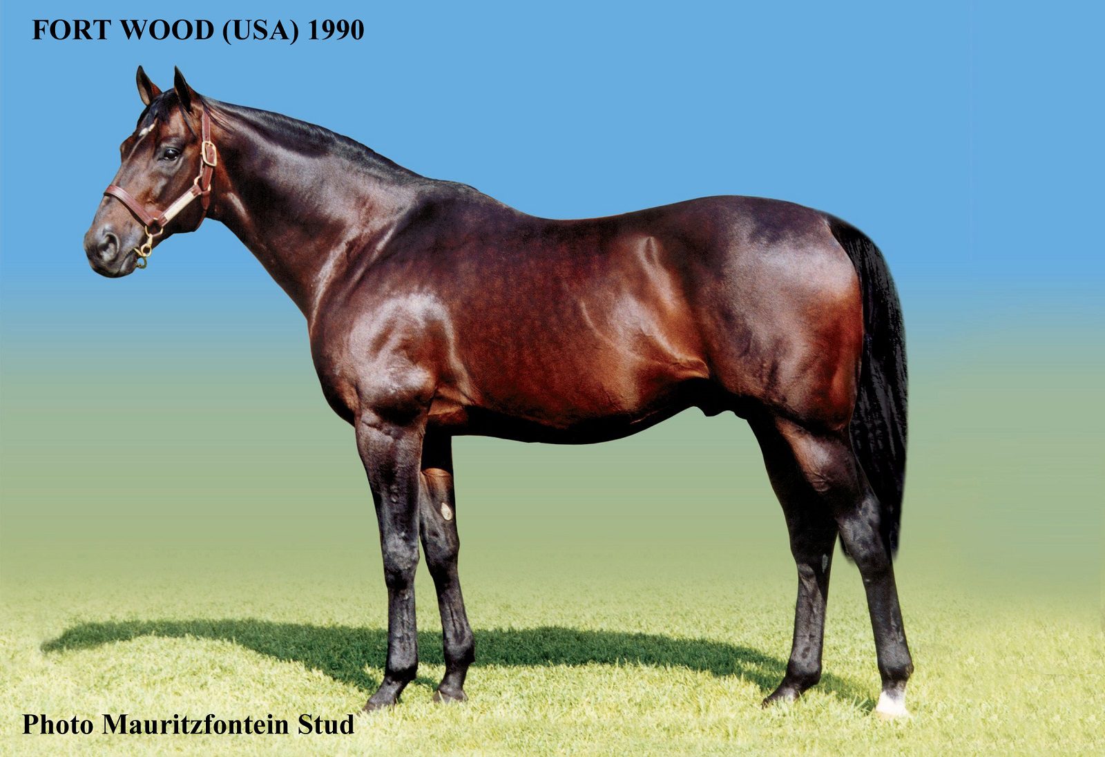 FORT WOOD (USA) 1990 - Thoroughbred Breeders Association of South Africa