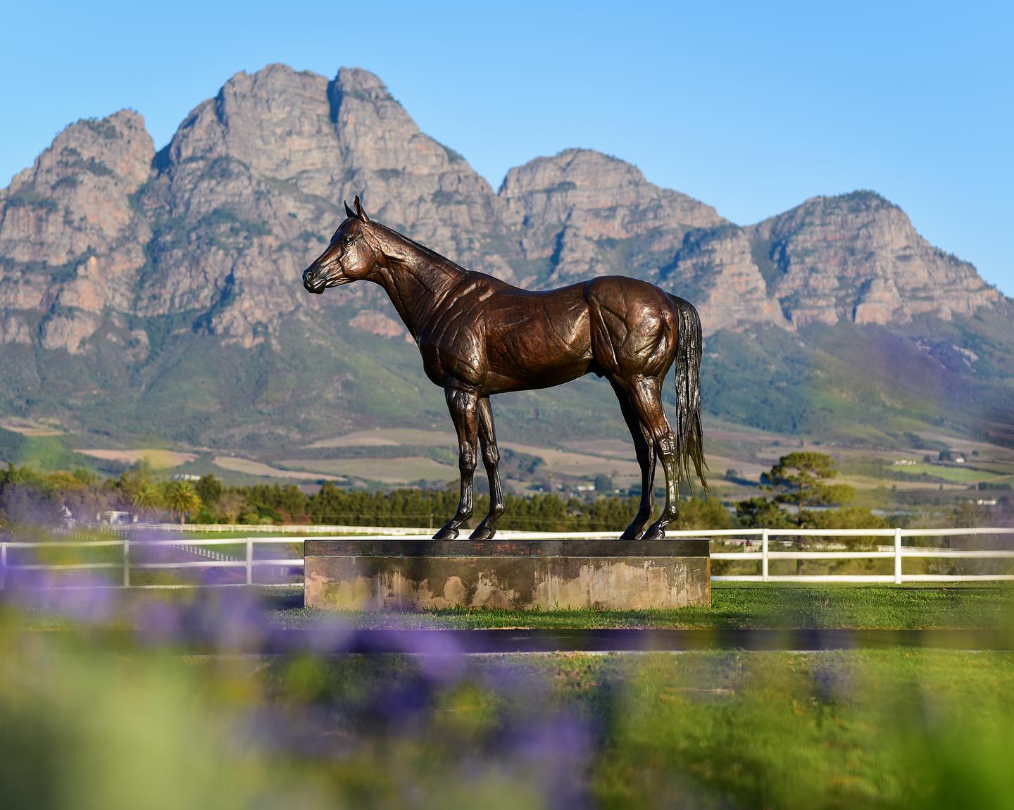 Drakenstein Unveil Statue Of Trippi - Thoroughbred Breeders Association ...