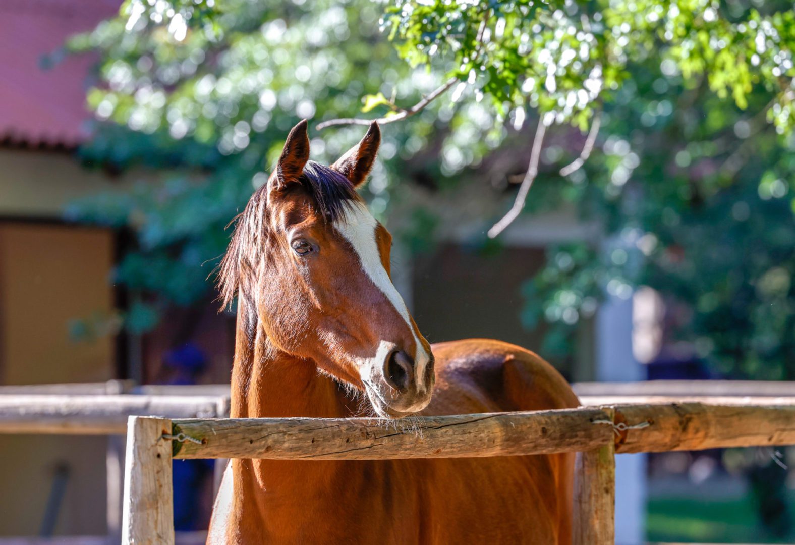 Captain's Ransom Confirmed In Foal To Jet Dark - Thoroughbred Breeders ...