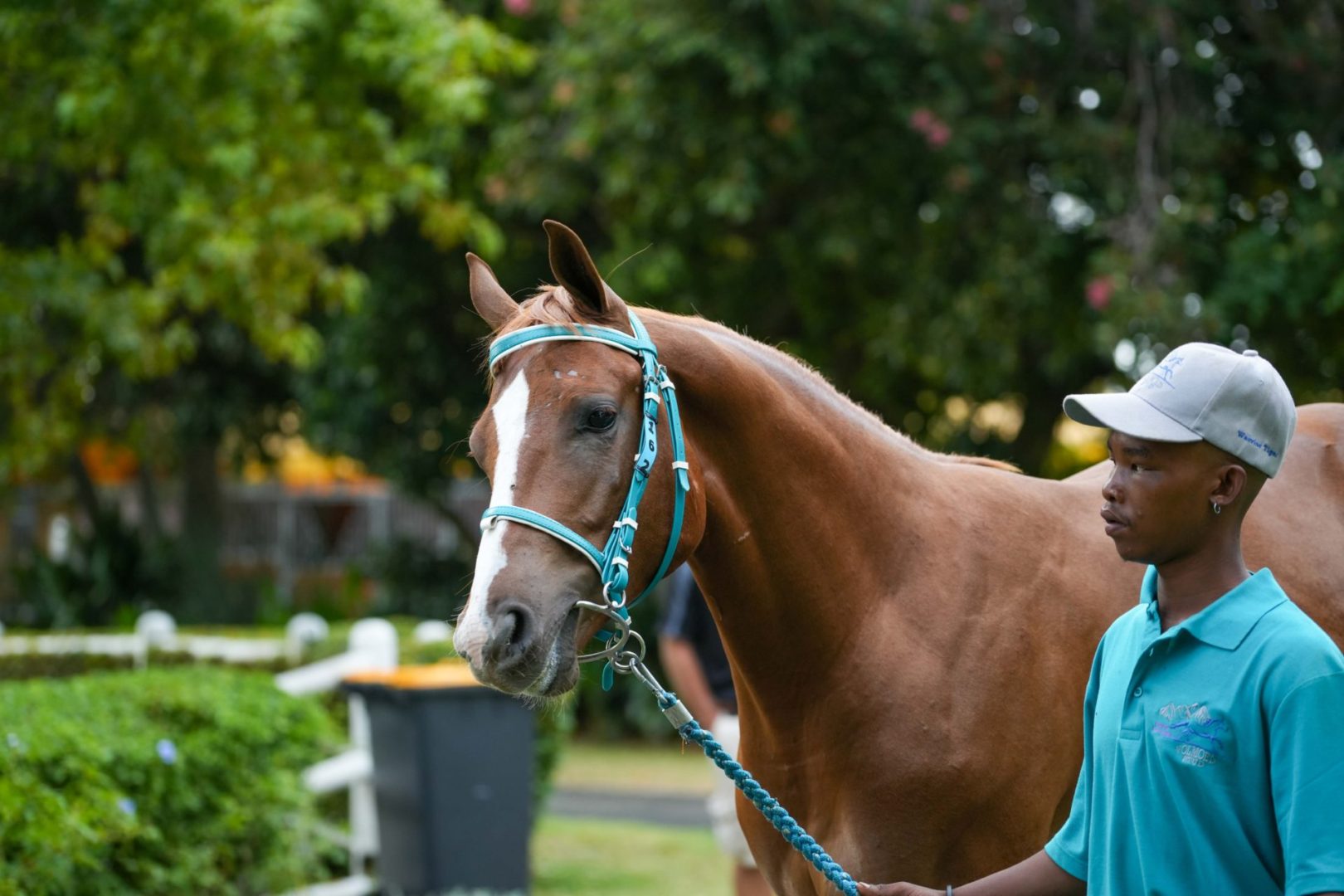 VOLMOED STUD OFFER CLASSY SORTS AT CAPE YEARLING SALE - Thoroughbred Breeders Association of ...