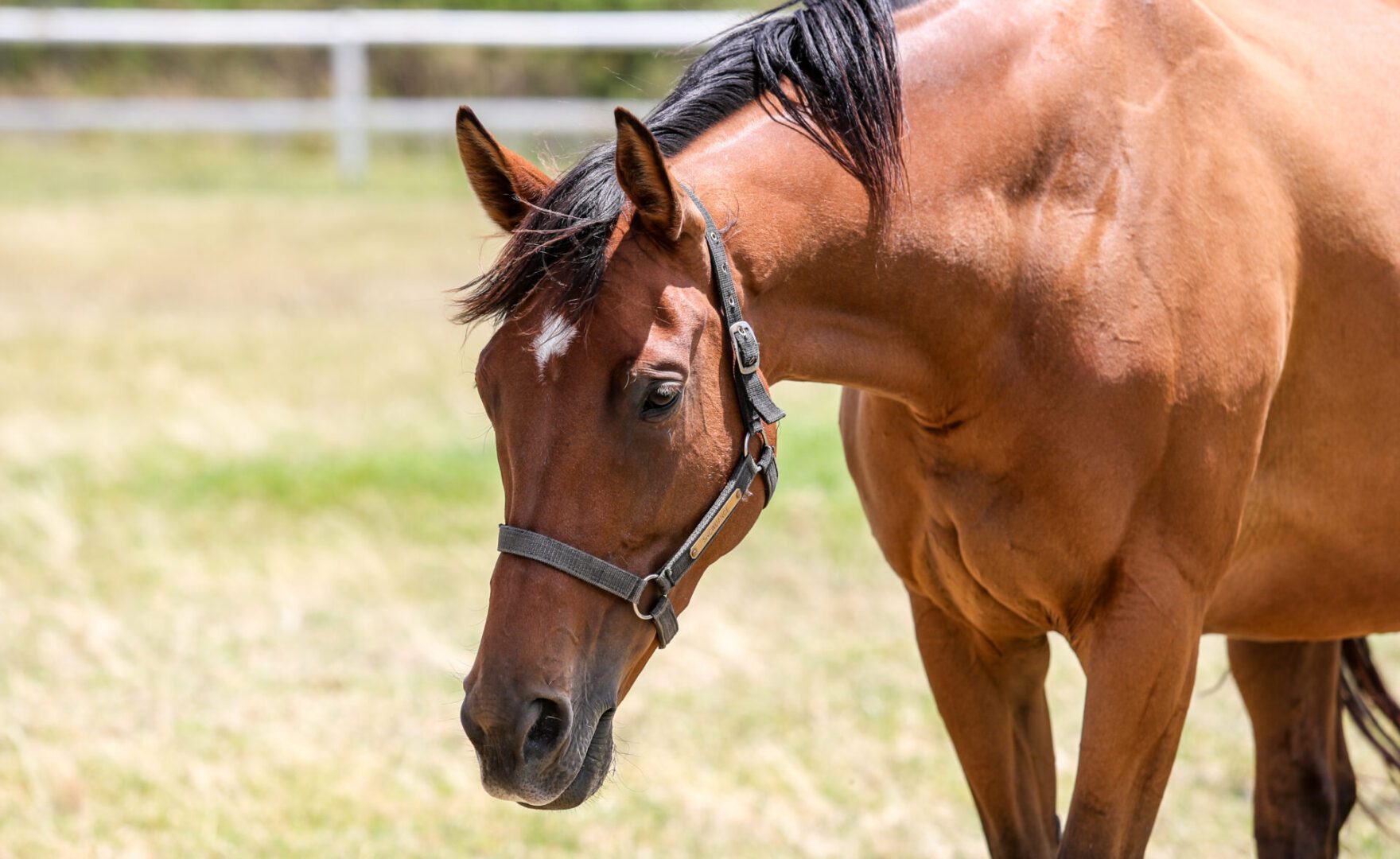 Debut Win For Snow Pilot Sister - Thoroughbred Breeders Association of ...