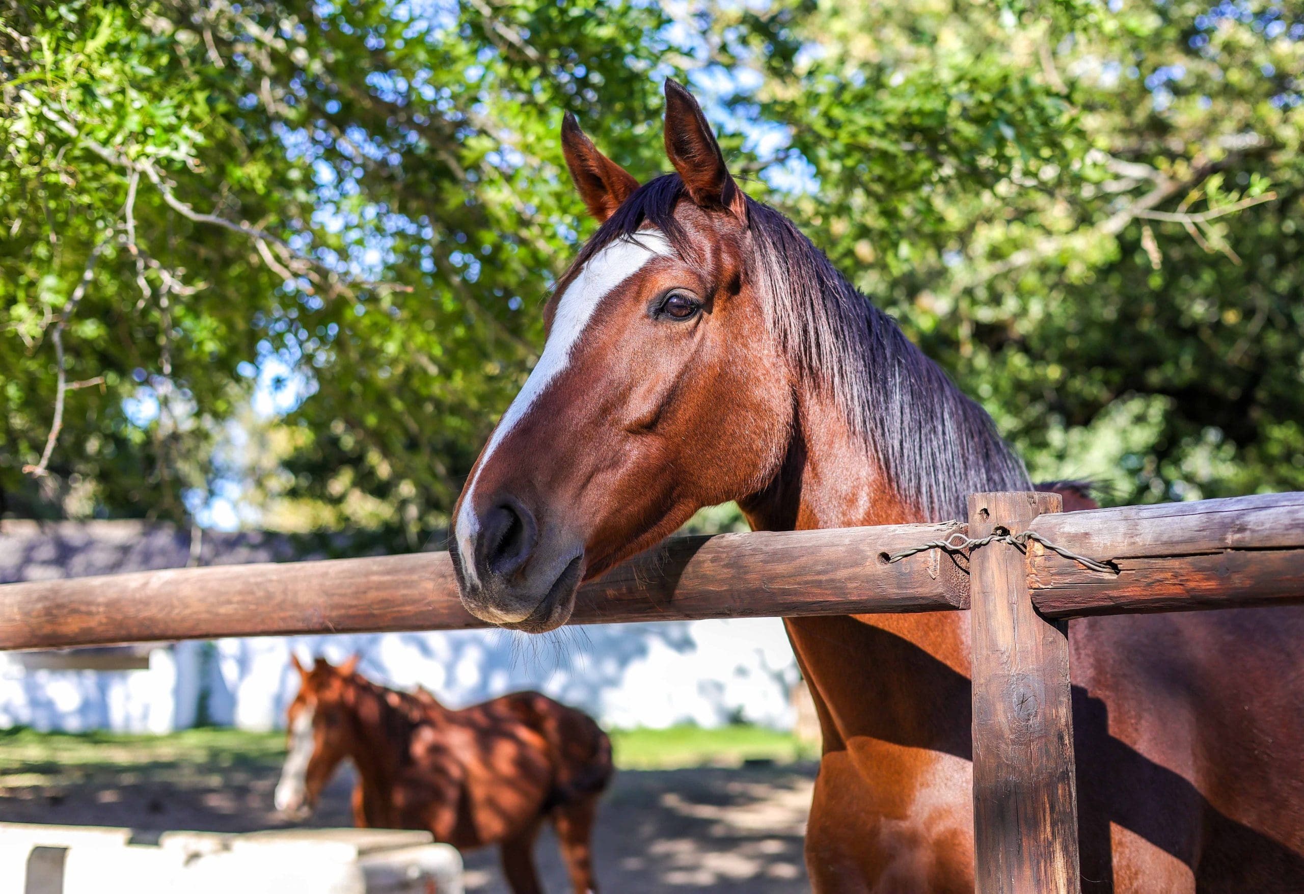 Passing Of Captains Ransom - Thoroughbred Breeders Association of South ...